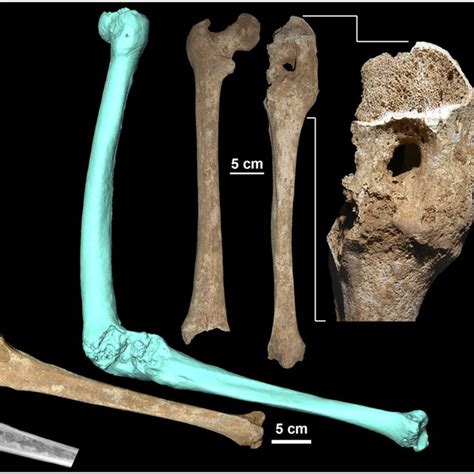 Figure S5 View Of The Auricular Surface Of The Left Coxal Bone