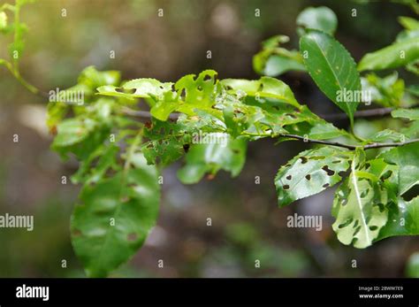 Tree Leaves Gnawed By Pests Leaky Green Plants In The Forest Attack