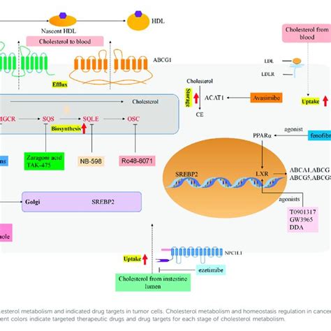 Clinical Trials Of Statins In Cancer Download Scientific Diagram