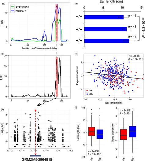 Quantitative Trait Locus Qtl Dissection For Ear Length On Chromosome