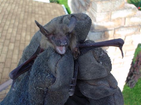 What Are The Mating Habits Of Bats