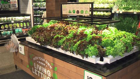 Commercial Hydroponic Lettuce System Cropking Inc