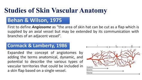 Angiosome Theory Of Skin Vascular Territories Pptx