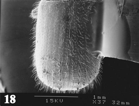 Ambrosiodmus Tachygraphus Zimmermann Elytral Disc Download