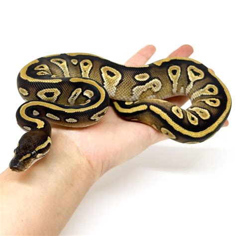 Python Regius Mojave Python Royal