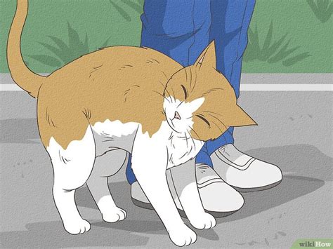 The Cat Distribution System Meme Explained With Examples