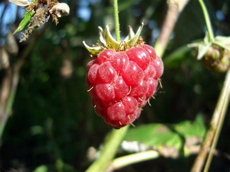 The Picturesque Views Of Russian Dacha · Russia Travel Blog