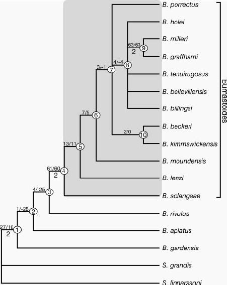 Strict Consensus Tree Of The Eight Mpts Retained From The First