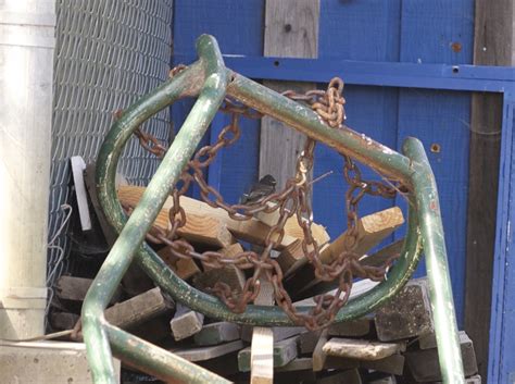 Black Phoebe Fledgling Home Again Bird Ally X