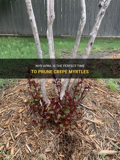 Why April Is The Perfect Time To Prune Crepe Myrtles Shuncy