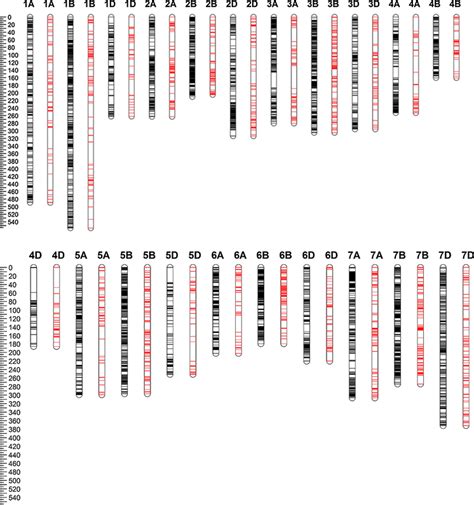 Distribution Of Polymorphic Markers Based On The Wheat Dart Seq