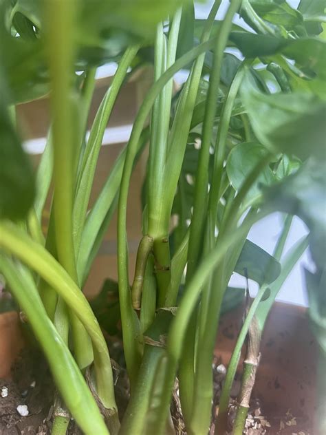 houseplant beginner ish aerial roots r houseplants