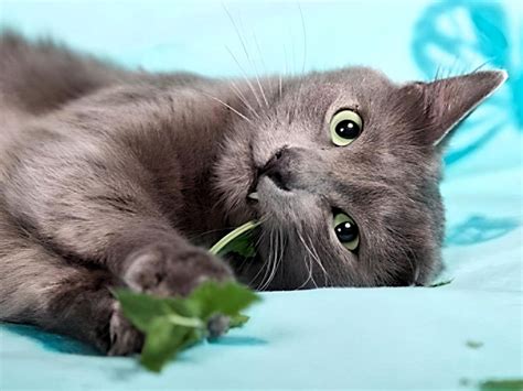Catnip Heirloom Seeds Nimble Nitecap Heirloom Seed Co