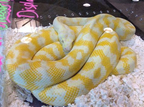 Albino Darwin Carpet Python Reptiles Amphibians Cute Animals Images