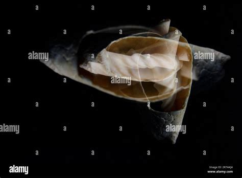 Sea Shells Design Pattern And Design Double Exposure Stock Photo Alamy