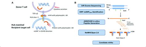 Non Synonymous Single Nucleotide Polymorphisms Present In The Download Scientific Diagram
