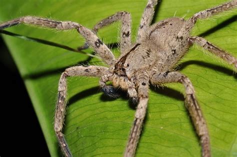 350橙顎高腳蛛♂03heteropoda Pingtungensis【20090529 攝於阿朗壹】 Flickr