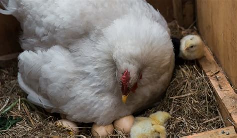 How Chickens Lay Eggs Without A Rooster Farmhouse Guide
