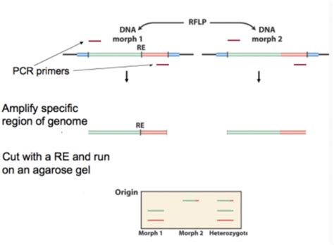 Genetic Technology And Bioinformatic Bacterial And Viral Genetic