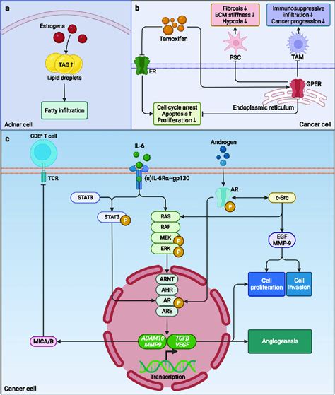 Sex Hormones And Pancreatic Carcinogenesis And Cancer Progression A In Download Scientific