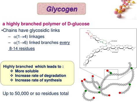 Ppt Glycogen Metabolism Powerpoint Presentation Free Download Id 7039540
