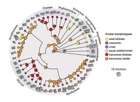 3d Shape Analysis Of Grass Silica Short Cell Phytoliths Ips