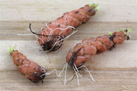 Oxalis Bulbs When To Plant