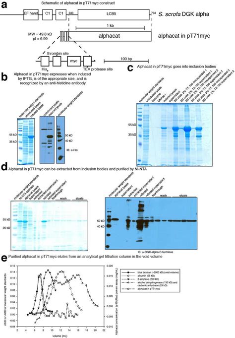 Cloning Expression Refolding Purification And Analytical Gel Download Scientific Diagram