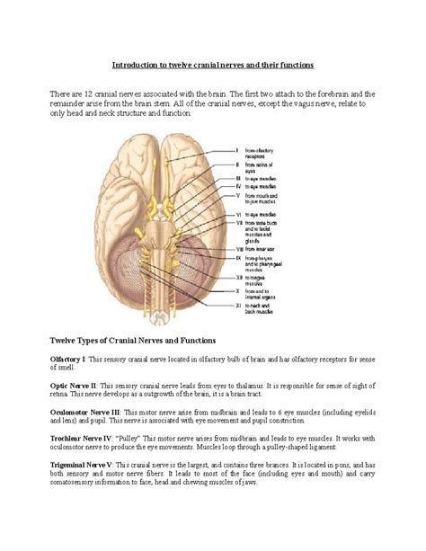Lecture Notes Introduction To Twelve Cranial Nerves And Their