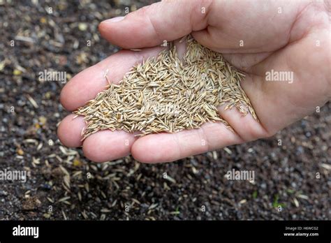Hand Garden Sperm Gardener Gardening Sowings Gardens Sow Woman Hand Finger Macro Close Up Macro