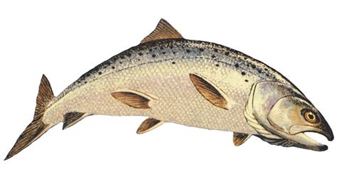 A History Of Salmon In California Tending The Wild Pbs Socal