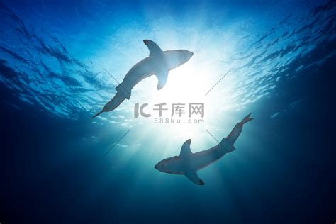 大白鲨高清摄影大图 千库网