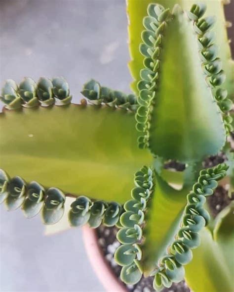 La Planta Mala Madre Crecimiento Y Cuidados Succulent Avenue