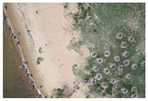 Deepforest Esa Stats Seminar January 2025 — Deepforest 1 5 0