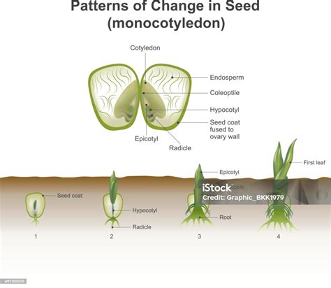 Monocot Plant Diagram