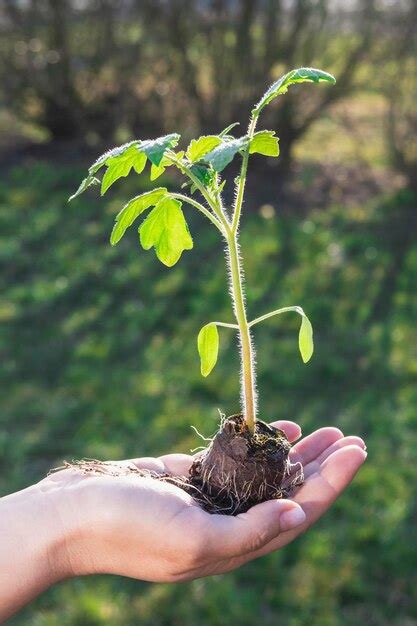 Premium Photo Woman Holding A Tomato Seedling In Her Hand