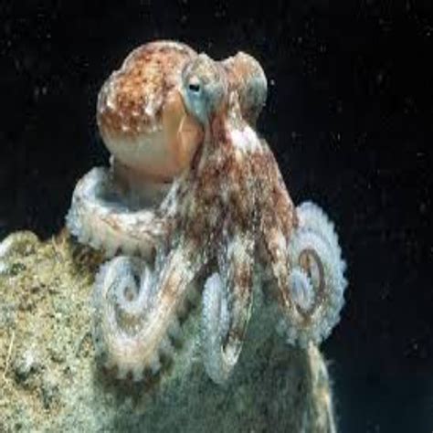 Common Octopus Octopus Vulgaris