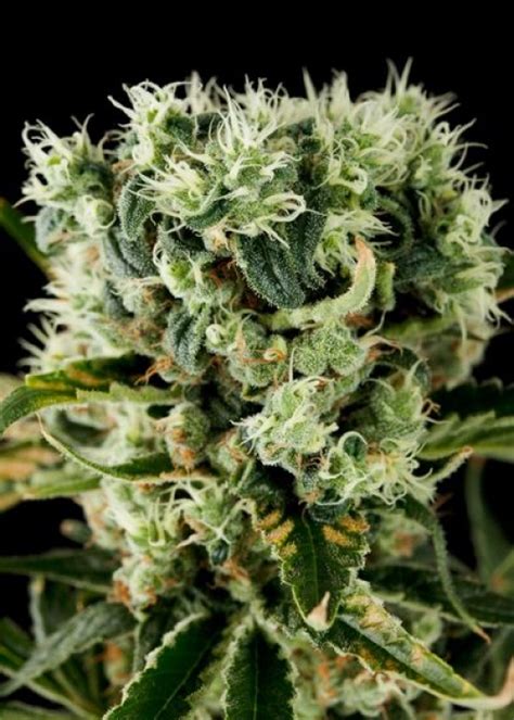 Moby Dick 2 Strain Info Moby Dick 2 Weed By Dinafem Growdiaries