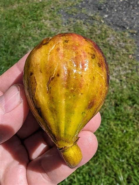 Figbid Online Auctions Of Fig Trees Fig Cuttings And Growing Supplies