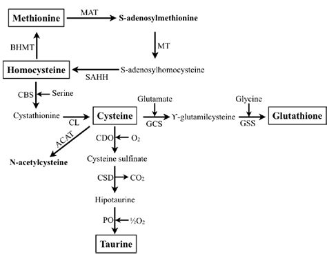 Transsulfuration Pathway Is Illustrated Acat Acetyl Coenzyme A