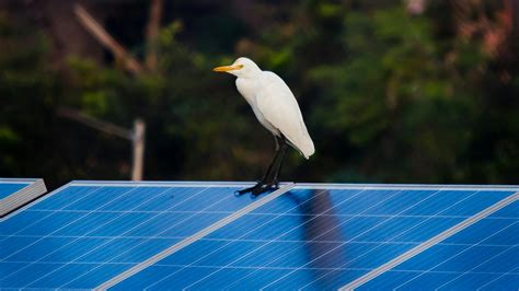 Top 10 Most Efficient Solar Panels Of 2025 Ranked By Output Perfect Sense Energy