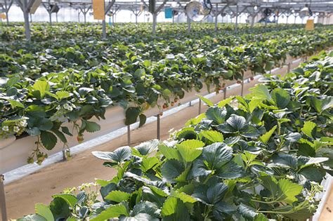 딸기농장의 모습 유토이미지 상세페이지 베이직샵 사진 20487712