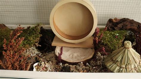 How To Determine The Sex Of A Dwarf Hamster Steps Artofit How To Determine The Sex Of A Dwarf Hamster Steps Artofit