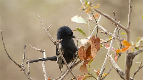 Southern Black Tit Birdforum
