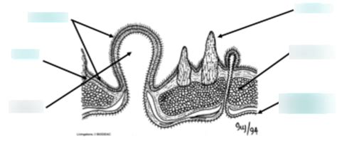 Bilateria Diagram Quizlet