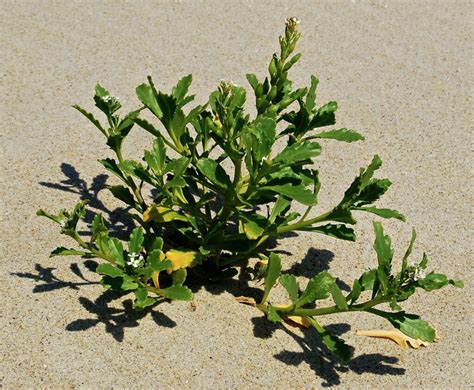 Thriving In Sun Salt And Sand Coastwatch