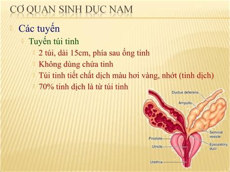 GIẢI PHẪU SINH LÝ HỆ SINH DỤC PPT GIẢI PHẪU SINH LÝ HỆ SINH DỤC PPT