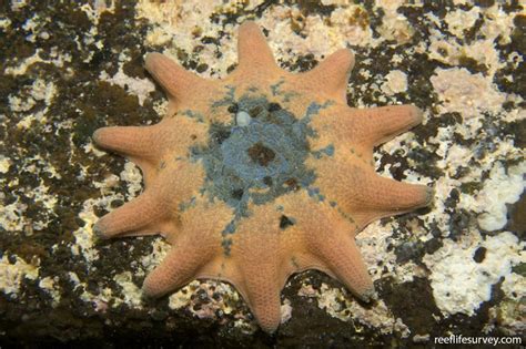 Meridiastra Calcar Eight Armed Seastar Reef Life Survey
