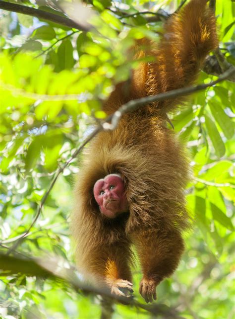 The Evolution And Function Of Colour Vision In Primates Department Of