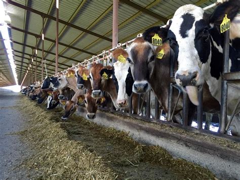 10 Times The Cows Photobombed Me Dairy Moos